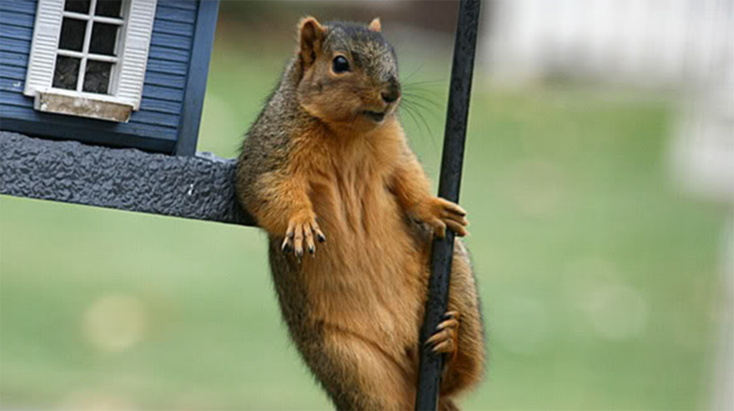 Drunk Squirrel had too many crabapples - Badchix Magazine