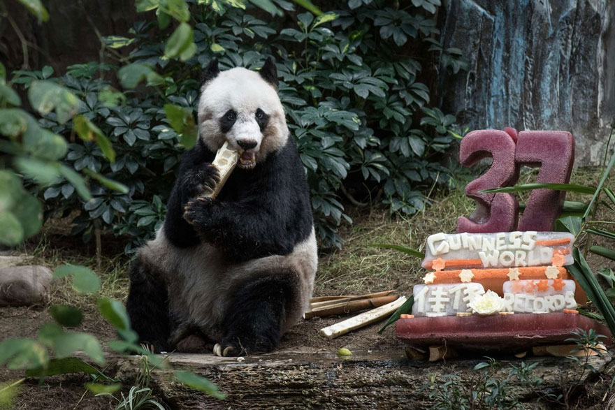 World's Oldest Panda in Captivity Marks 37th Birthday