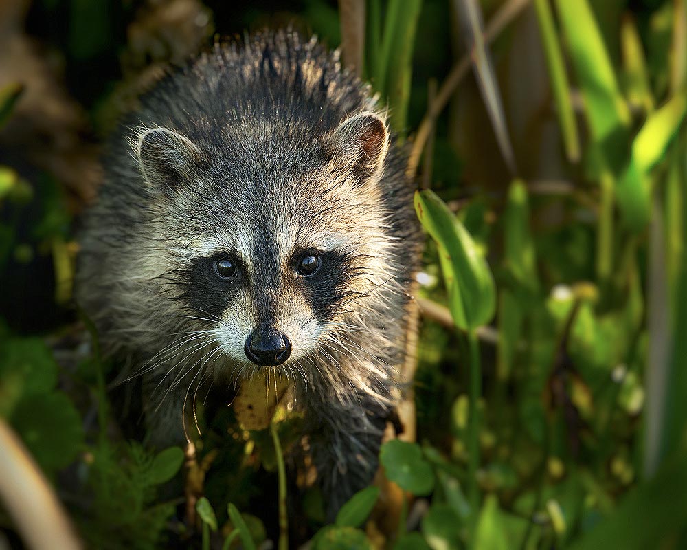 Raccoon Steals Donut - Badchix Magazine