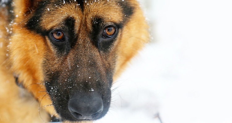 Meet quasi a hunchback dog - Badchix Magazine