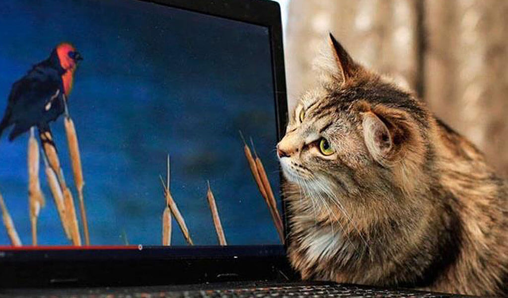 How Cats Lives in 2016 (15 Photos) - Badchix Magazine