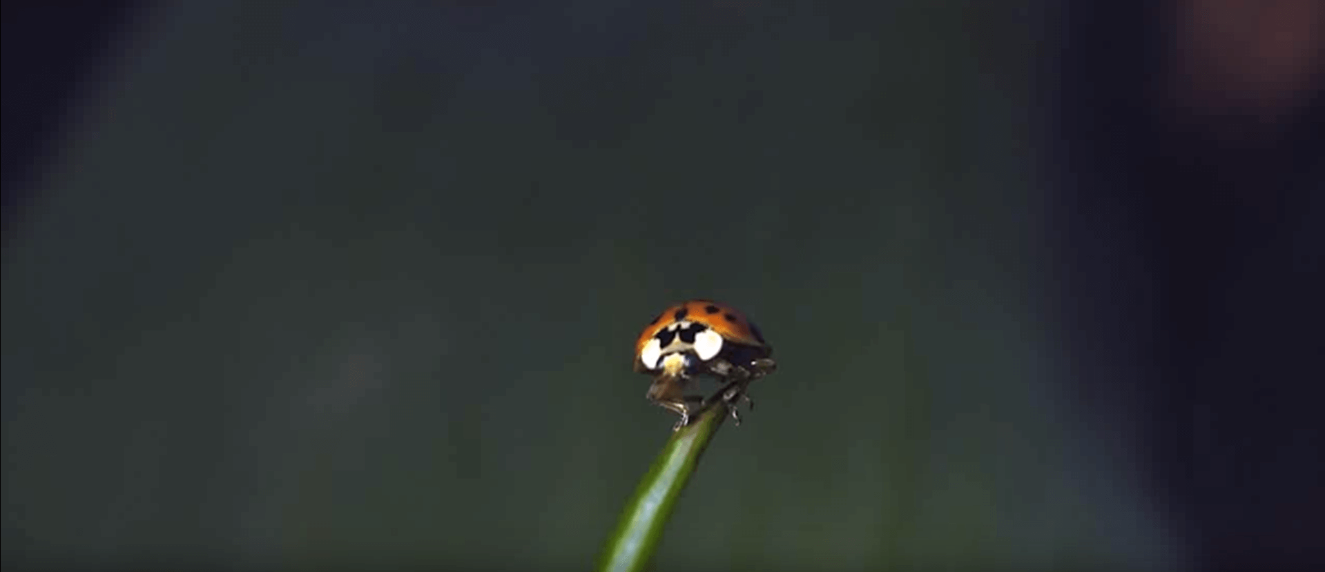 Ladybug Take Off In Slow Motion Badchix Magazine