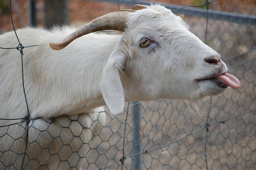 Funny Goats Screaming Is Optional - Badchix Magazine